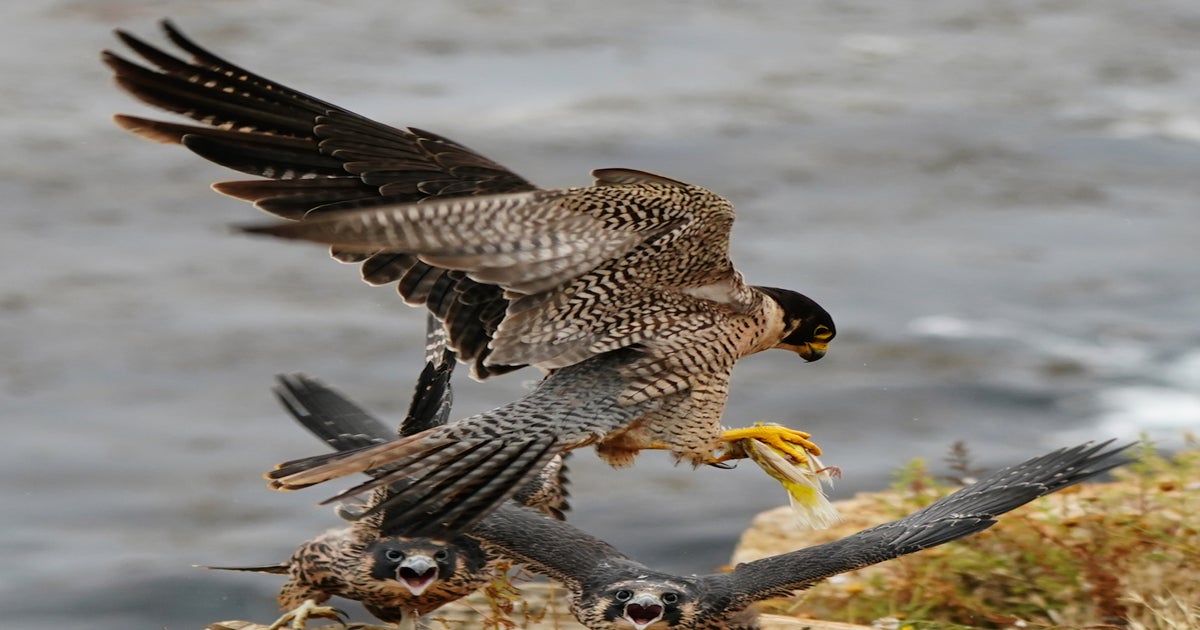 Behind The Shot: Falcon Feeding Time Captured With The Sony Alpha 9 II ...