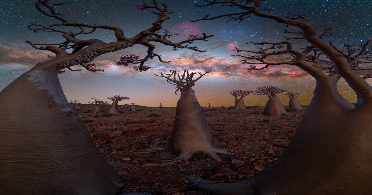Behind The Shot: An Award-Winning Milky Way & Bottle Tree Composite ...