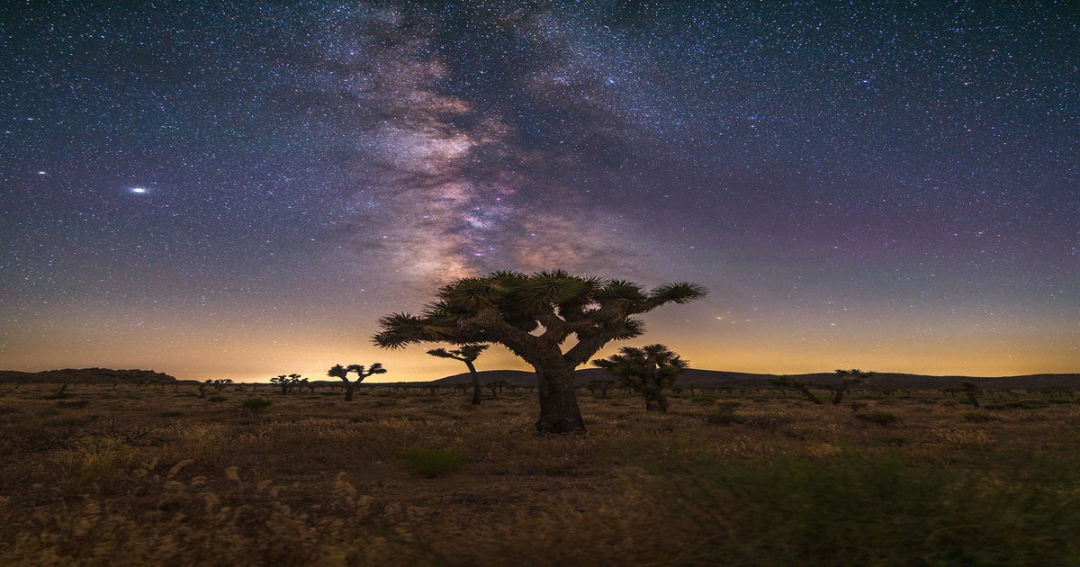 Nature Trees Milky Way