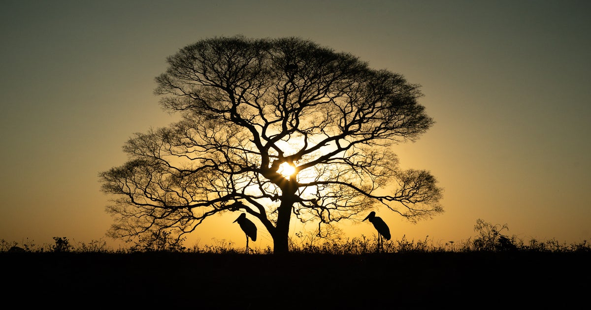 Wildlife Pro Shares Her 6 Best Tips For Bird Photography | Sony | Alpha ...