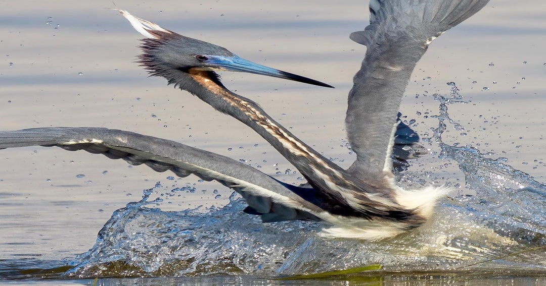 Water & Wildlife – See How These Photographers Use Telephotos To ...