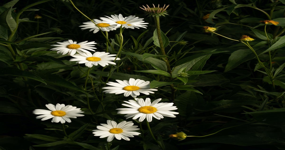 A Different Perspective: See How These Creators Put A Twist On Macro ...
