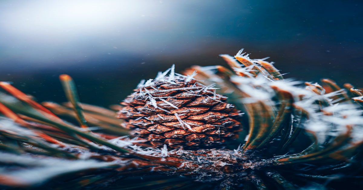 5 Pro Tips For Breathtaking Winter Macro Photography | Sony | Alpha ...