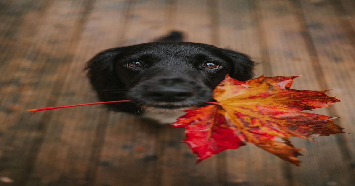 Follow Friday: Fall Pet Photos That Will Make You Say, "Awww" | Sony ...