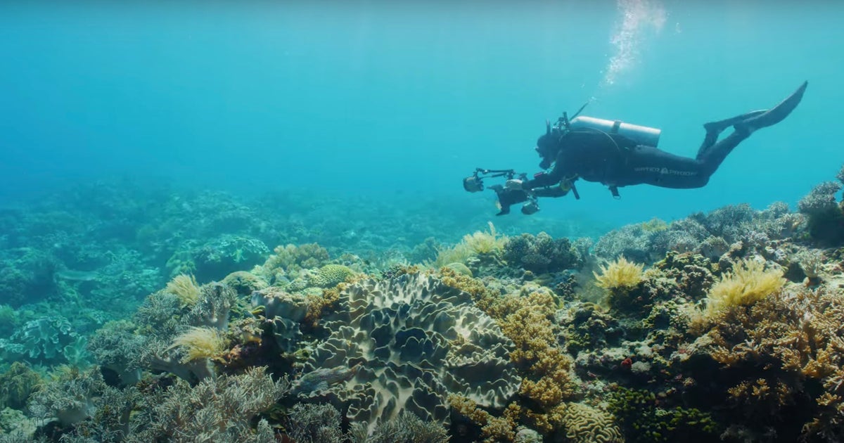 Go Behind The Scenes Of Sea Legacy’s Conservation Journey | Sony ...