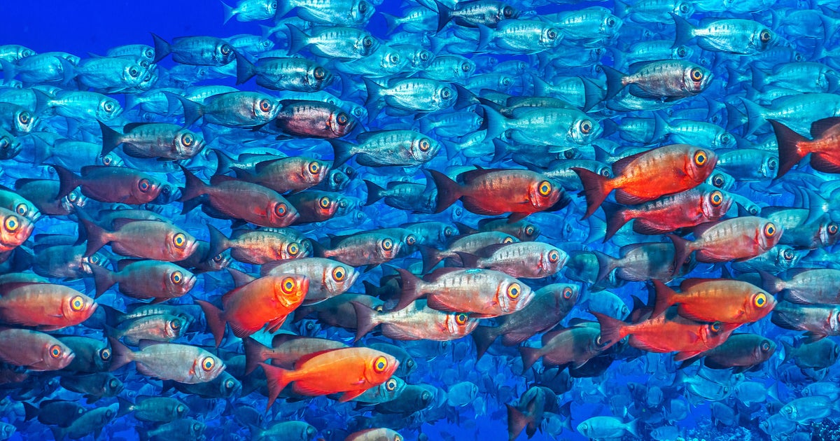 Behind The Shot: A Full Moon Fish Frenzy | Sony | Alpha Universe