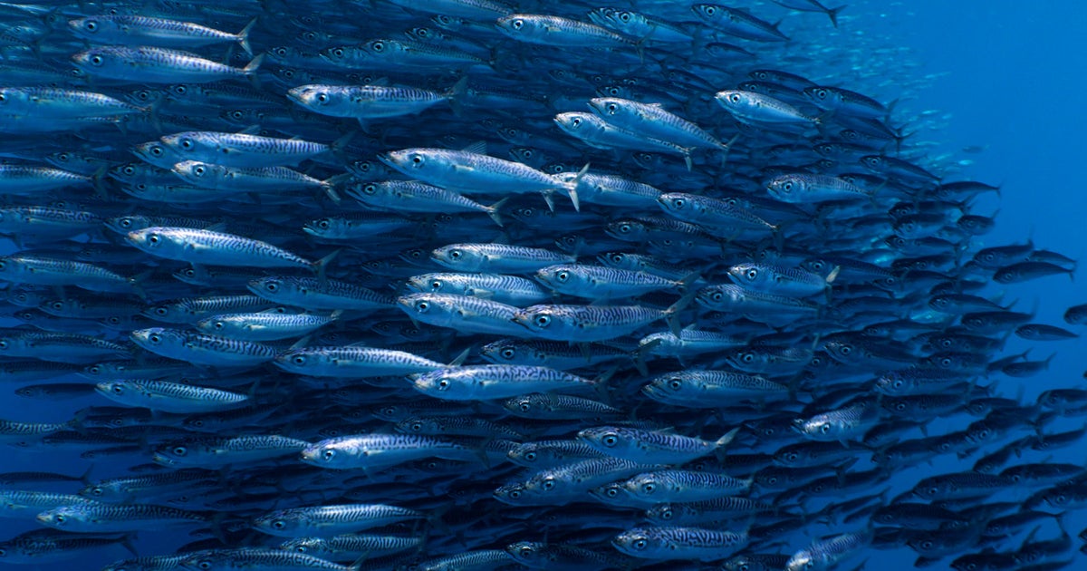 SeaLegacy Goes On A Quest To Film One Of The Ocean's Most Spectacular ...