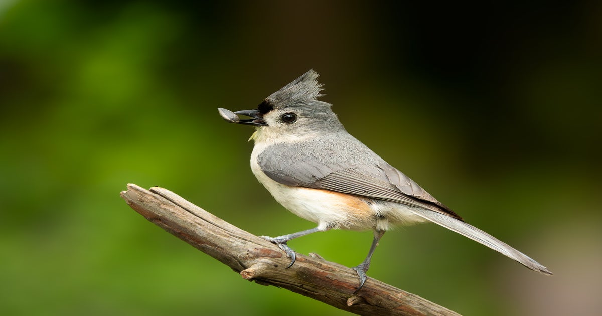 Through A 10-Year-Old’s Lens: Tyler DeVane Finds Wonder In Wildlife ...