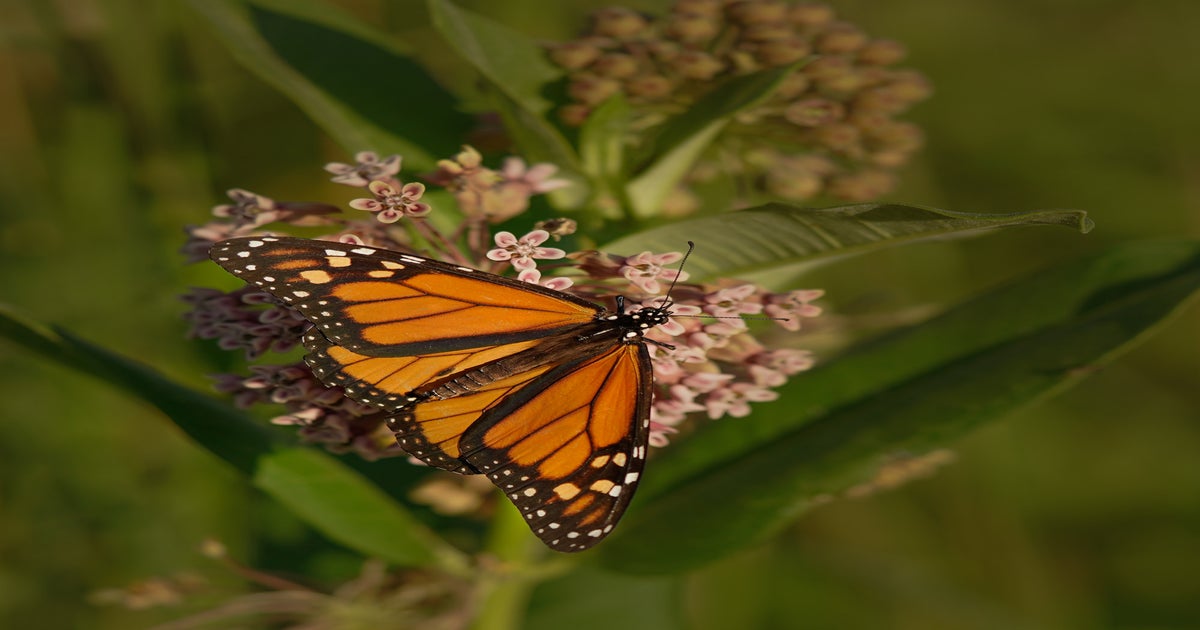 #CreatorConversations: Best Lenses, Software & Tips For New Macro ...