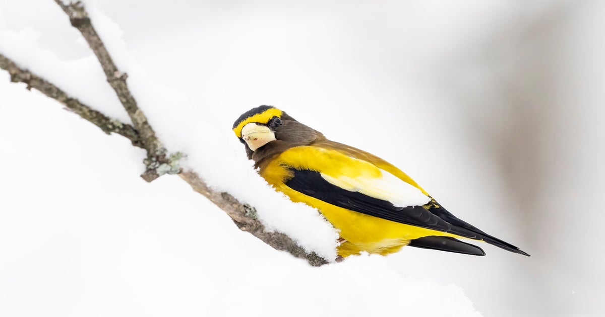 A Wildlife Pro’s Seven Essential Tips For Winter Bird Photography ...