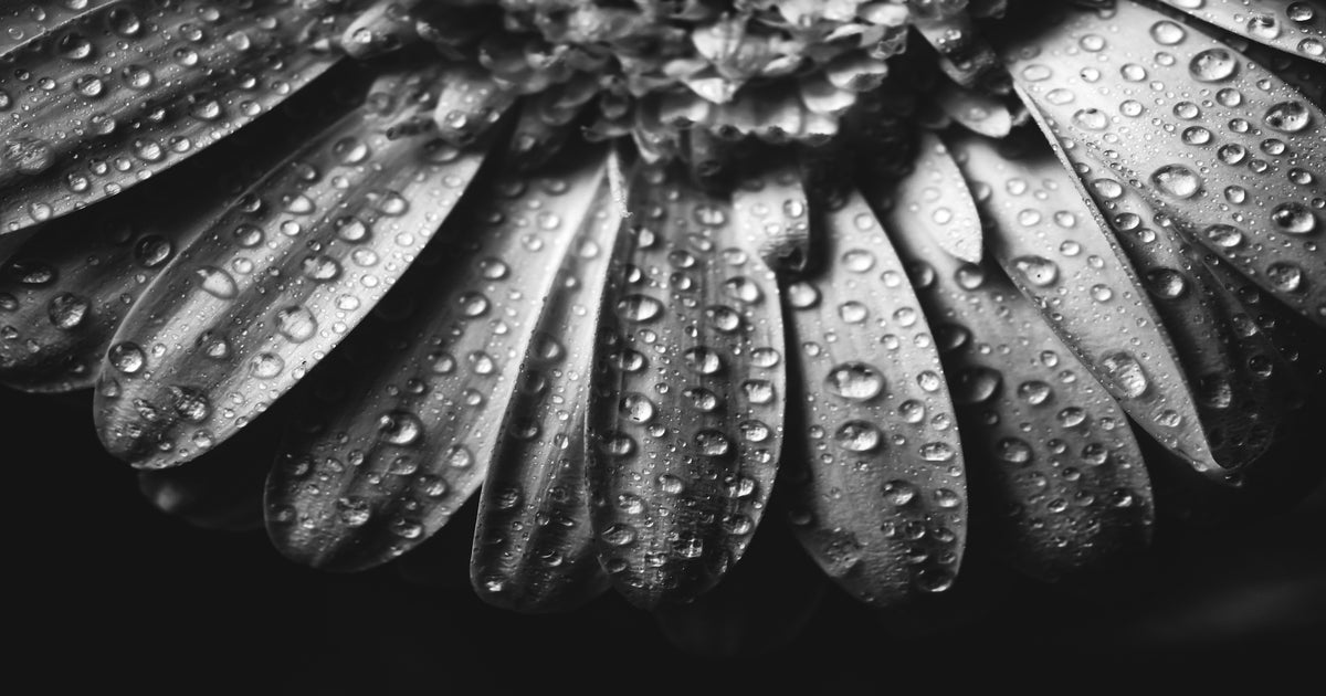 Win A Sony ZV-1 In The Alpha Female Plus Macro Photo Contest | Sony ...