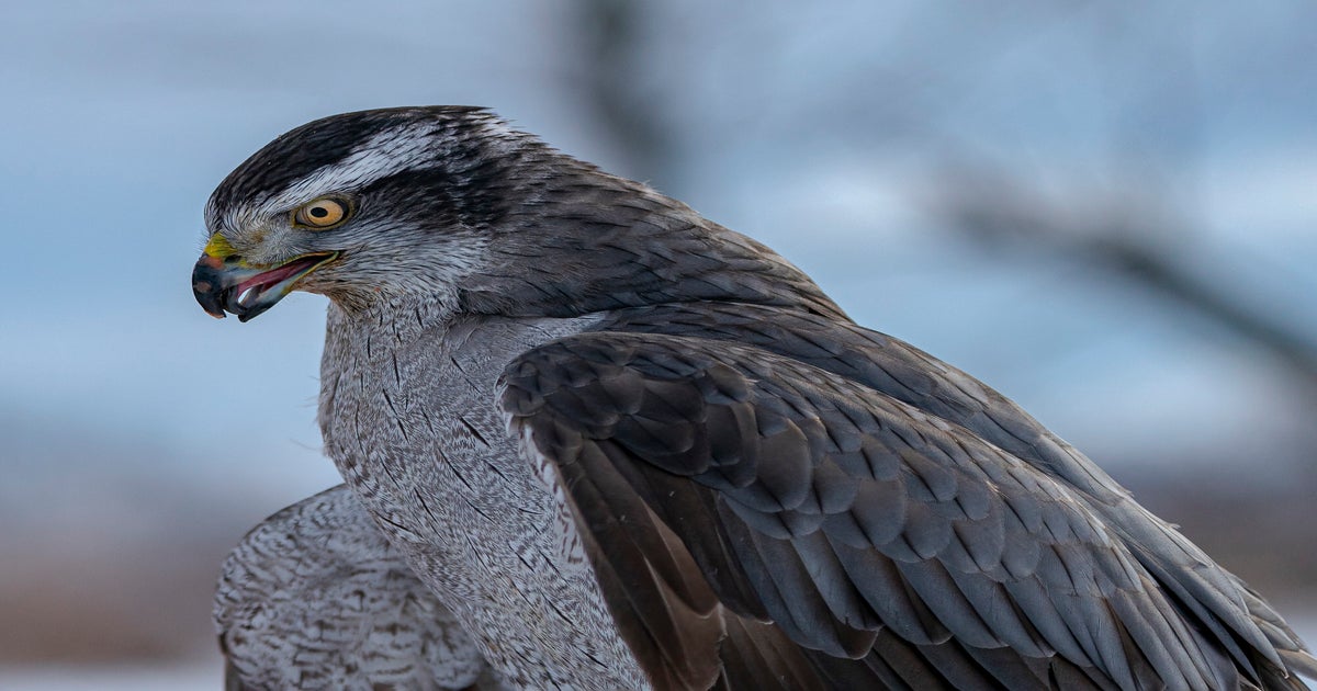 Photographing Midwest Wildlife: An Alpha Female+ Story | Sony | Alpha ...