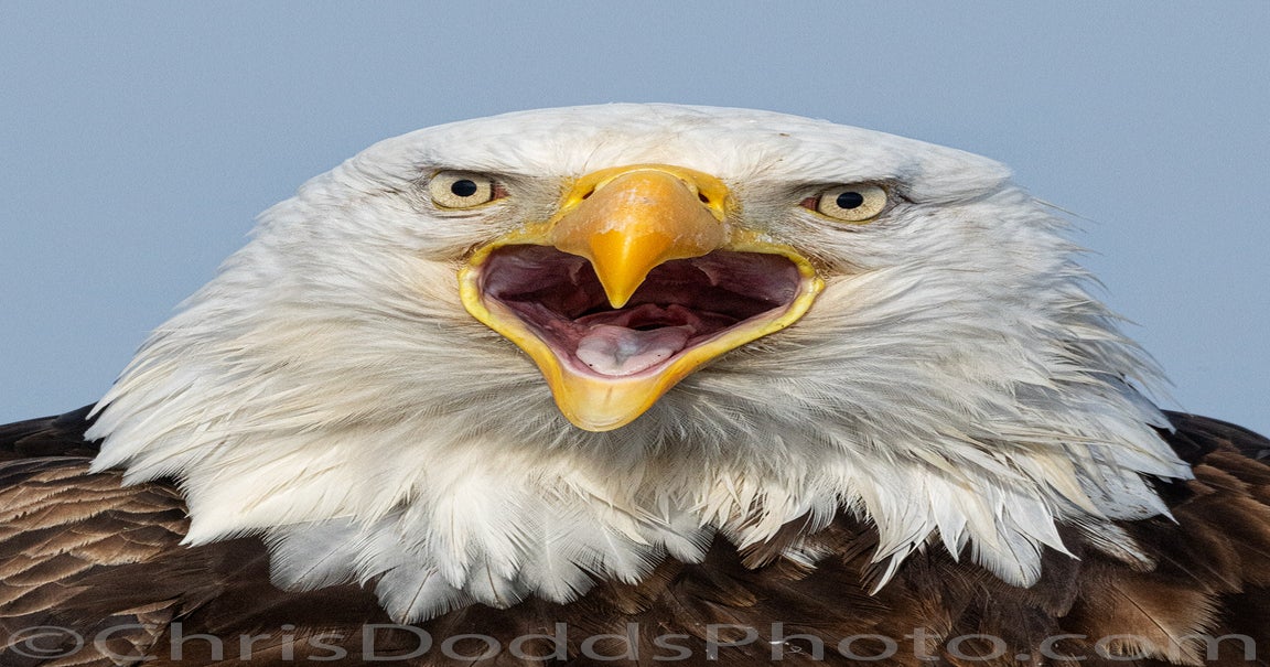 The Secret To Capturing Beautiful Bird & Wildlife Images With Chris ...