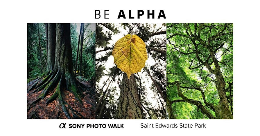 Forest Photo Walk With Sony – LIVE With Dan Hawk & Morgan Heim | Sony ...