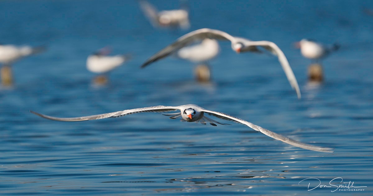 Dynamic Duo: Sony α9 and 100-400mm G Master Lens | Sony | Alpha Universe