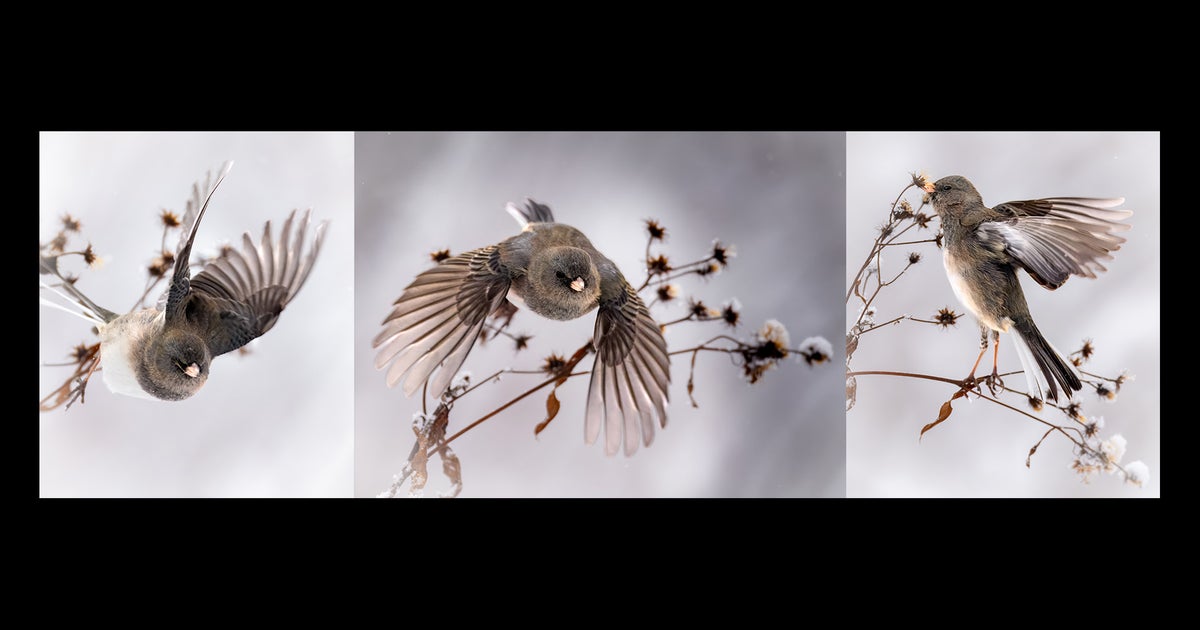 Behind The Shot: The Power Of Pre-Capture For Bird Photography | Sony ...