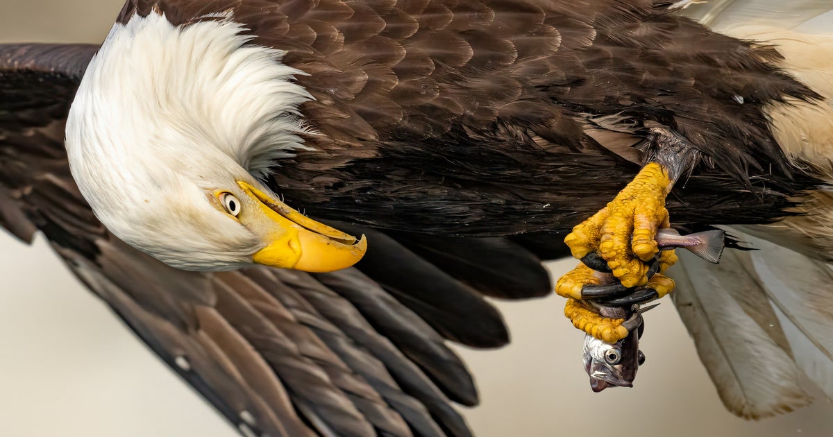 Mark Smith’s Gear & Tips For Bird Photos & Videos | Sony | Alpha Universe