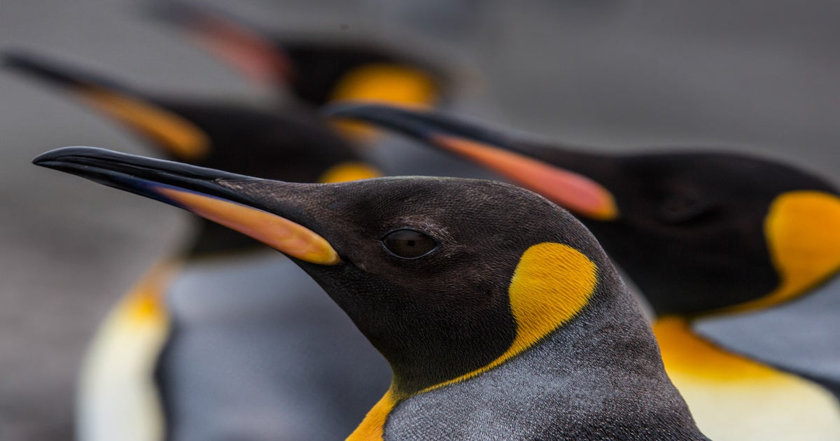 Mittermeier | Sony | Alpha Universe